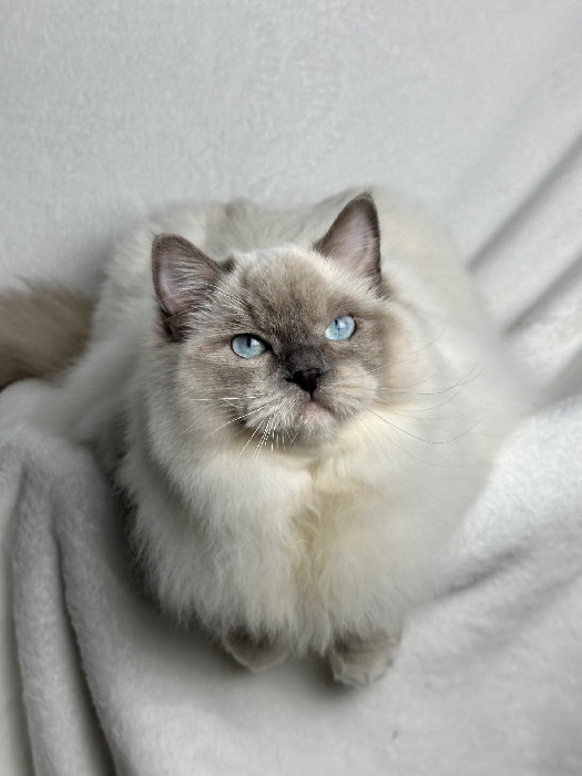 Chovná stanice Ragdoll